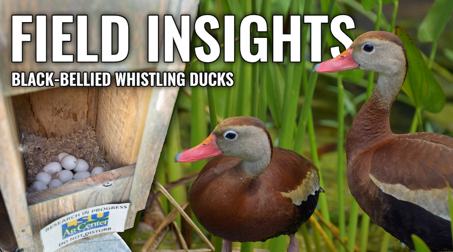 Exploring Waterfowl Research at Louisiana State University – Campus ...